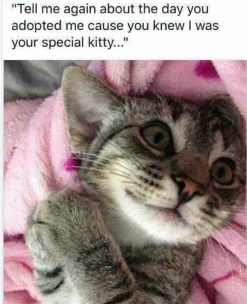 40 Funniest Animal Memes We Couldn’t Stop Laughing At This Week ...