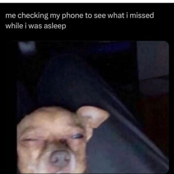40 Funniest Animal Memes We Couldn’t Stop Laughing At This Week ...