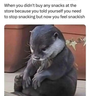 40 Funniest Animal Memes We Couldn’t Stop Laughing At This Week ...