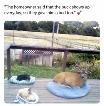 40 Funniest Animal Memes We Couldn’t Stop Laughing At This Week ...