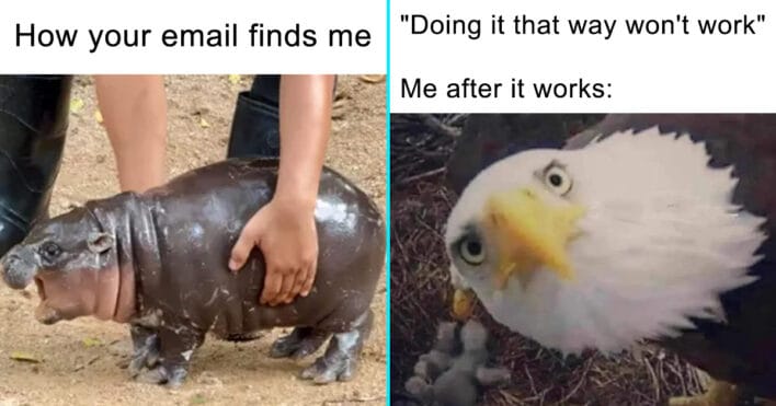 40 Funniest Animal Memes We Couldn’t Stop Laughing At This Week ...