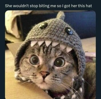 45 Funniest Animal Memes Of The Week That Are Paw-Sitively Hilarious ...