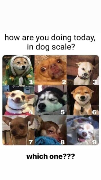 45 Funniest Animal Memes Of The Week That Are Paw-Sitively Hilarious ...