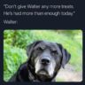 45 Funniest Animal Memes Of The Week That Are Paw-Sitively Hilarious ...