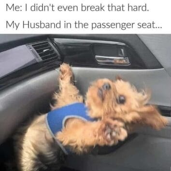 45 Funniest Animal Memes Of The Week That Are Paw-Sitively Hilarious ...