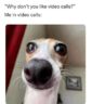 45 Funniest Animal Memes Of The Week That Are Paw-Sitively Hilarious ...
