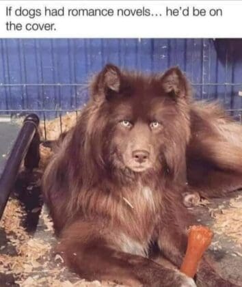 45 Funniest Animal Memes Of The Week That Are Paw-Sitively Hilarious ...