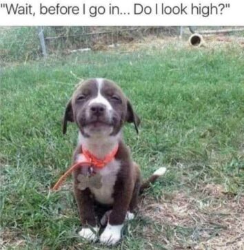 45 Funniest Animal Memes Of The Week That Are Paw-Sitively Hilarious ...