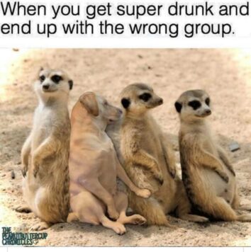 45 Funniest Animal Memes Of The Week That Are Paw-Sitively Hilarious ...