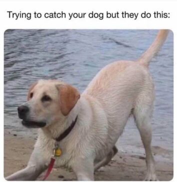 45 Funniest Animal Memes Of The Week That Are Paw-Sitively Hilarious ...