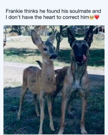 45 Funniest Animal Memes Of The Week That Are Paw-Sitively Hilarious ...