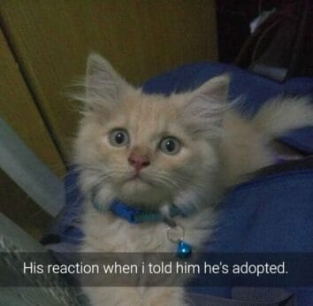 45 Funniest Animal Memes Of The Week That Are Paw-Sitively Hilarious ...