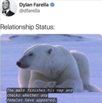 45 Wholesomely Funny Animal Memes That Lifted Our Spirits This Week ...