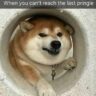 45 Wholesomely Funny Animal Memes That Lifted Our Spirits This Week ...