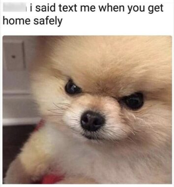 45 Wholesomely Funny Animal Memes That Lifted Our Spirits This Week ...