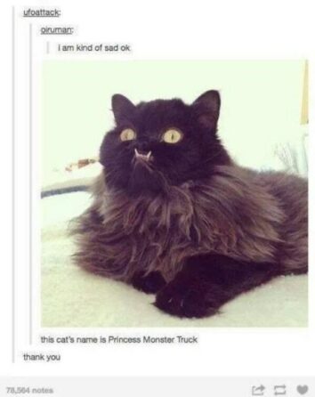 45 Wholesomely Funny Animal Memes That Lifted Our Spirits This Week ...