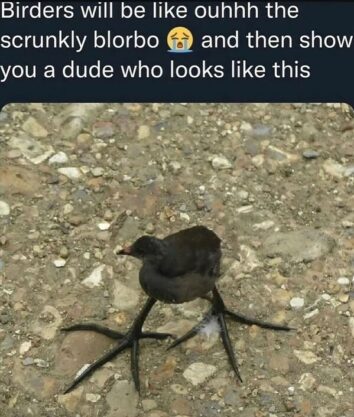 45 Wholesomely Funny Animal Memes That Lifted Our Spirits This Week ...