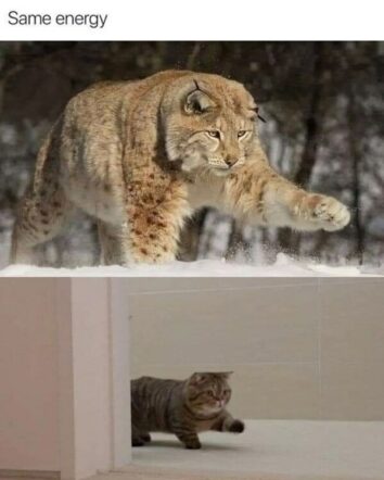 45 Wholesomely Funny Animal Memes That Lifted Our Spirits This Week ...