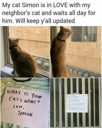 45 Wholesomely Funny Animal Memes That Lifted Our Spirits This Week ...