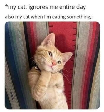 45 Wholesomely Funny Animal Memes That Lifted Our Spirits This Week ...