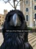 45 Wholesomely Funny Animal Memes That Lifted Our Spirits This Week ...