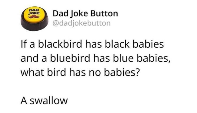 35 Fine Feathered Bird Memes That'll Have You Soaring With Laughter ...