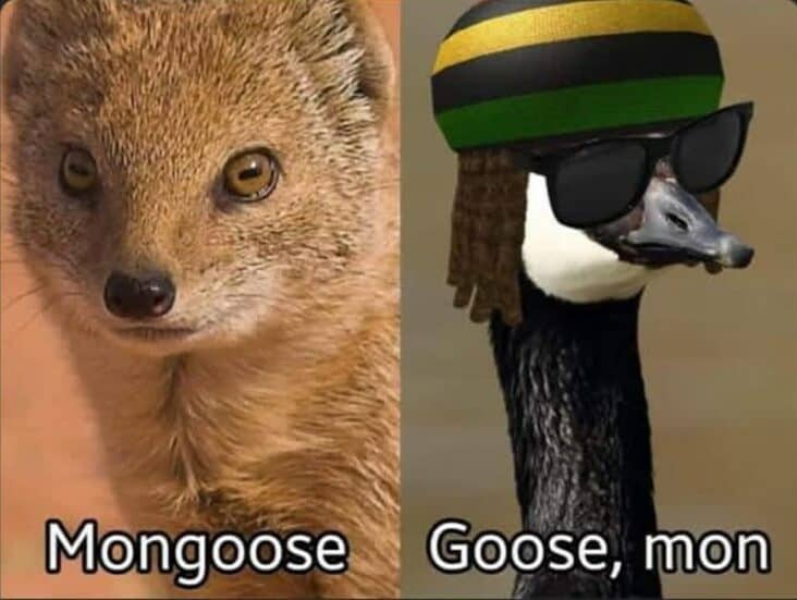 35 Fine Feathered Bird Memes That'll Have You Soaring With Laughter ...