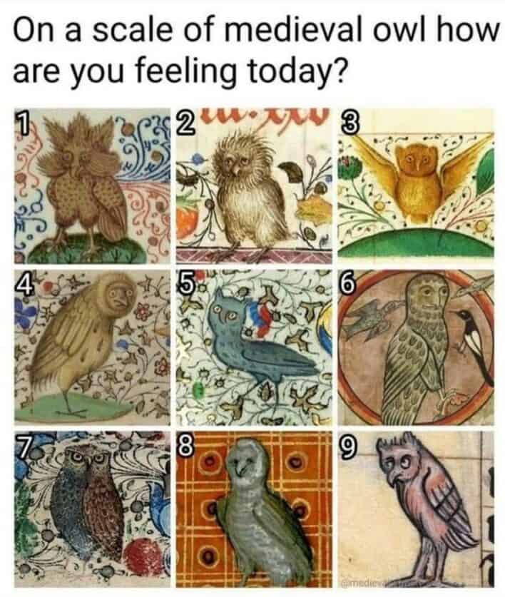 35 Fine Feathered Bird Memes That'll Have You Soaring With Laughter ...