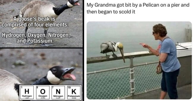 35 Fine Feathered Bird Memes That'll Have You Soaring With Laughter ...