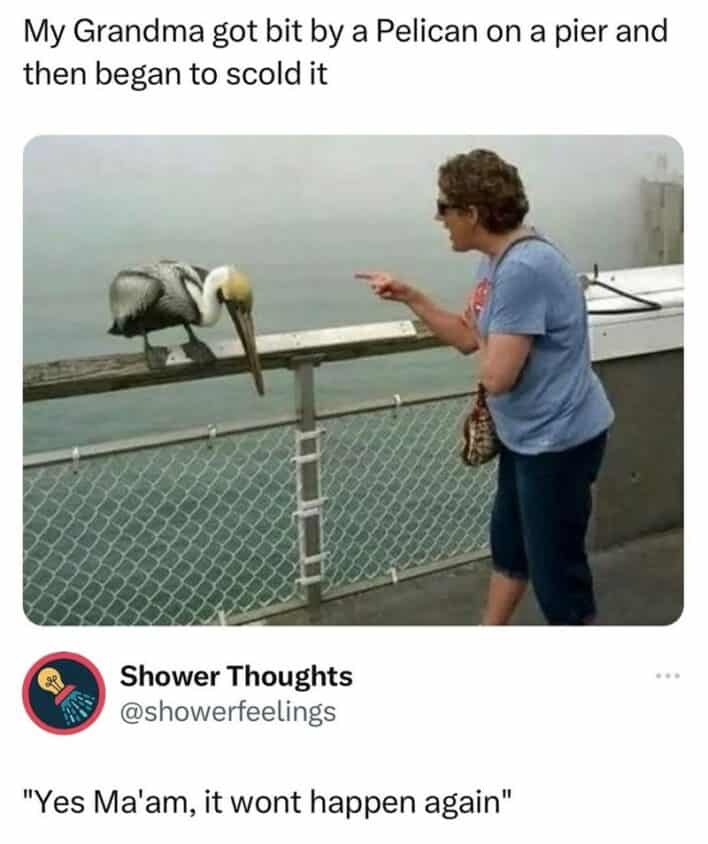 35 Fine Feathered Bird Memes That'll Have You Soaring With Laughter ...
