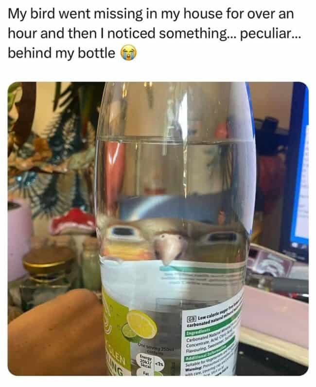 35 Fine Feathered Bird Memes That'll Have You Soaring With Laughter ...