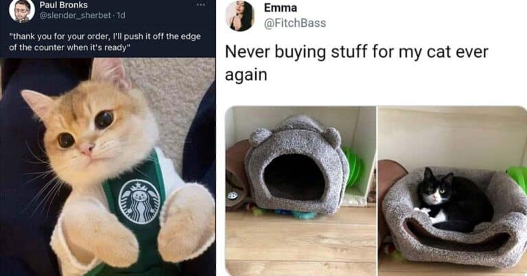 40 Funny Cat Pictures That Will Pawsitively Make All Feline Friends ...