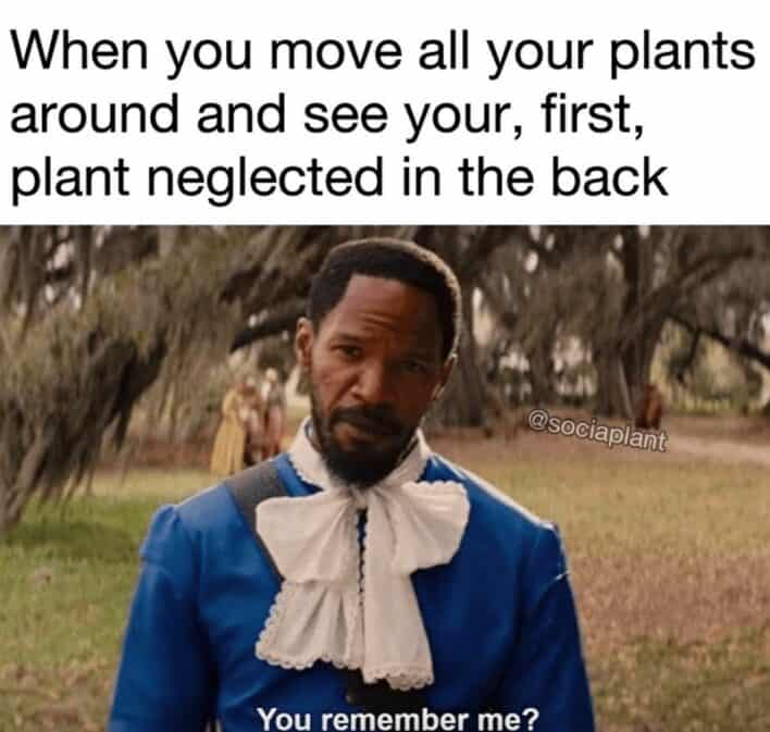 35 Funny Plant Memes For All You Pistil Whipped Fernatics (September 11 ...