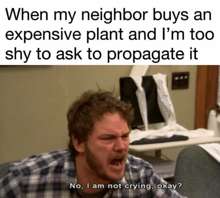 35 Funny Plant Memes For All You Pistil Whipped Fernatics (September 11 ...