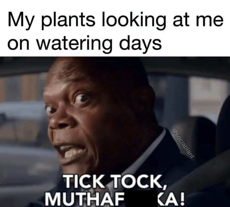 35 Funny Plant Memes For All You Pistil Whipped Fernatics (September 11 ...