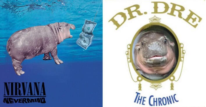 25 Times Moo Deng Was Hilariously Added To Iconic Album Covers