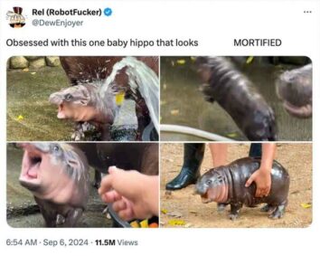 40 Funny Moo Deng Memes That Show Why This Baby Hippo Is Everyone's ...