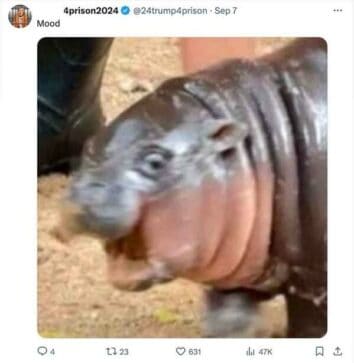 40 Funny Moo Deng Memes That Show Why This Baby Hippo Is Everyone's ...