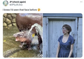 40 Funny Moo Deng Memes That Show Why This Baby Hippo Is Everyone's ...