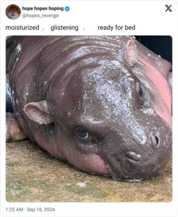40 Funny Moo Deng Memes That Show Why This Baby Hippo Is Everyone's ...