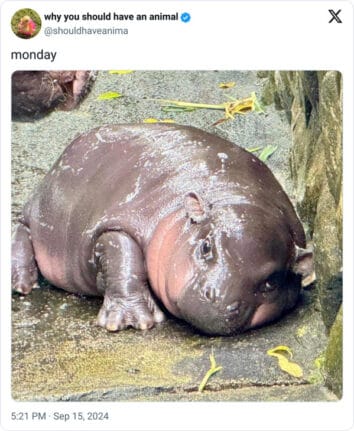 40 Funny Moo Deng Memes That Show Why This Baby Hippo Is Everyone's ...