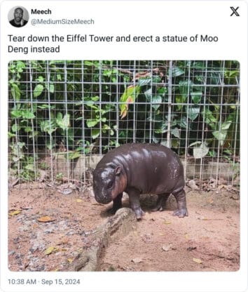 40 Funny Moo Deng Memes That Show Why This Baby Hippo Is Everyone's ...