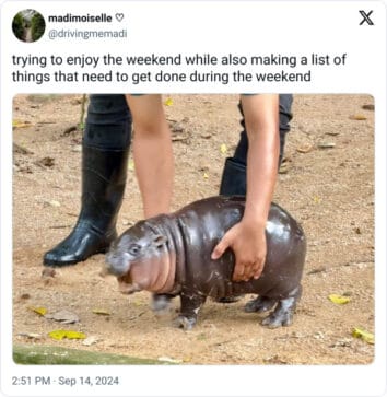 40 Funny Moo Deng Memes That Show Why This Baby Hippo Is Everyone's ...