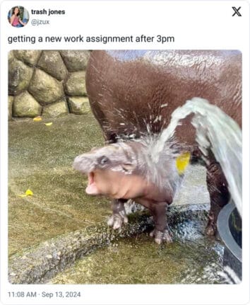 40 Funny Moo Deng Memes That Show Why This Baby Hippo Is Everyone's ...