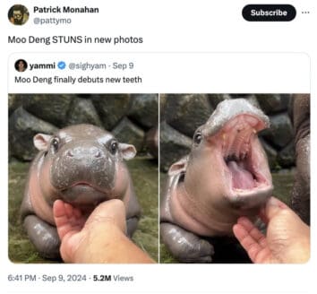 40 Funny Moo Deng Memes That Show Why This Baby Hippo Is Everyone's ...