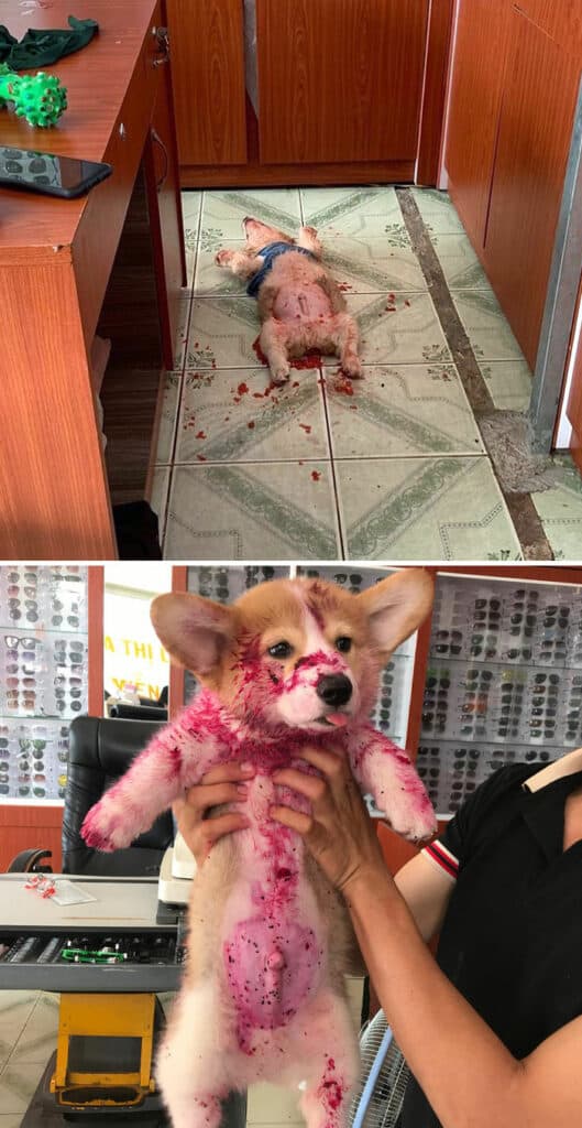 40 Funny Pictures Of Pets Stealing Food Like The Rascals They Are