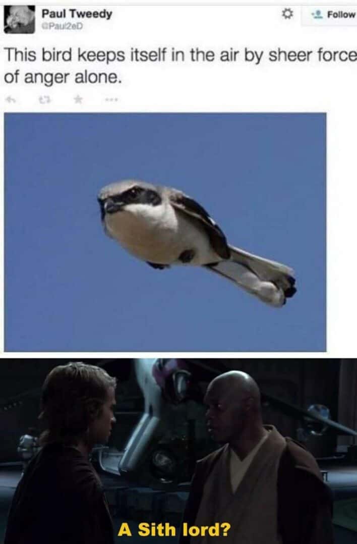40 Funniest Star Wars Memes Guaranteed Make Fans Laugh It Up, Fuzzball