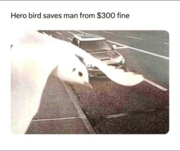 41 Fast And Funny Car Memes For Speed-Loving Auto Enthusiasts