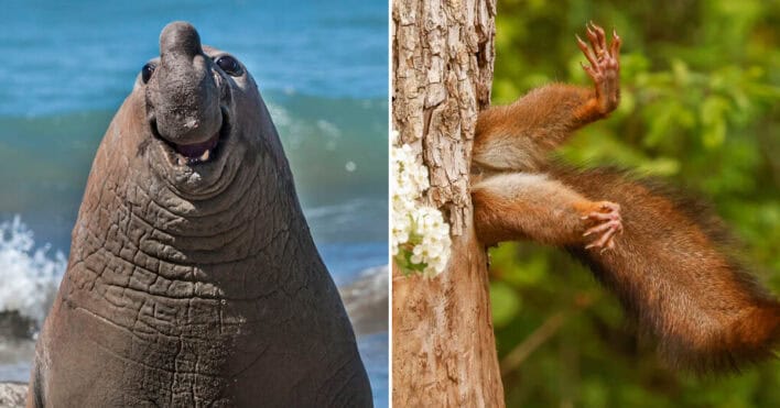35 Funny Animal Pictures From This Year’s Comedy Wildlife Photography ...