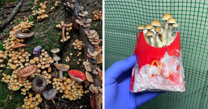 30 Of The Coolest Mushroom Pictures From Foragers And Amateur Mycologists